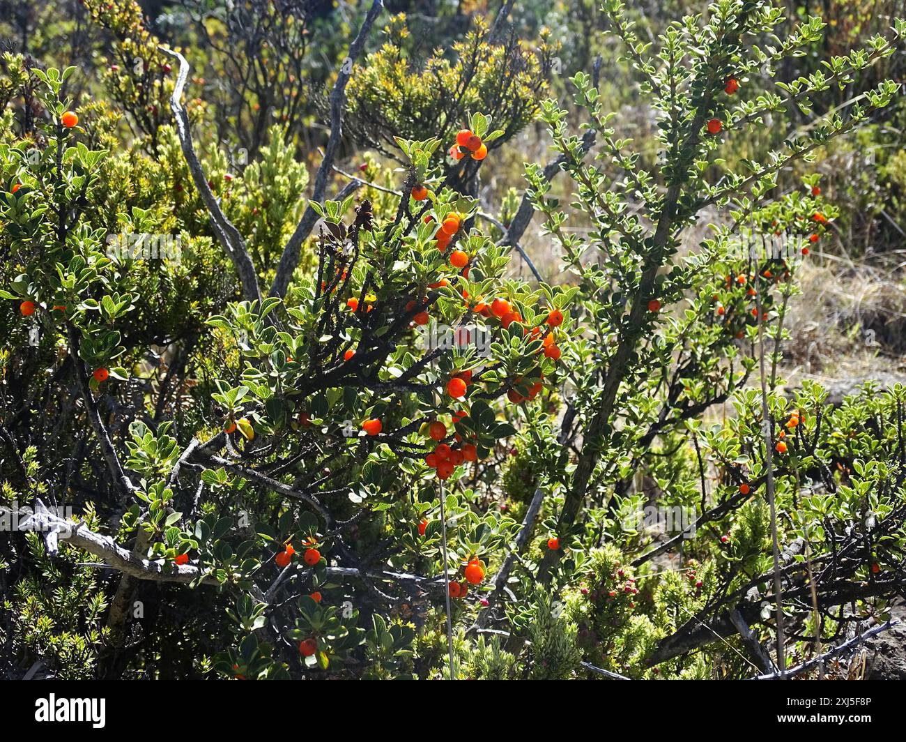 Pilo (Coprosma montana) Plantae Stock Photo - Alamy