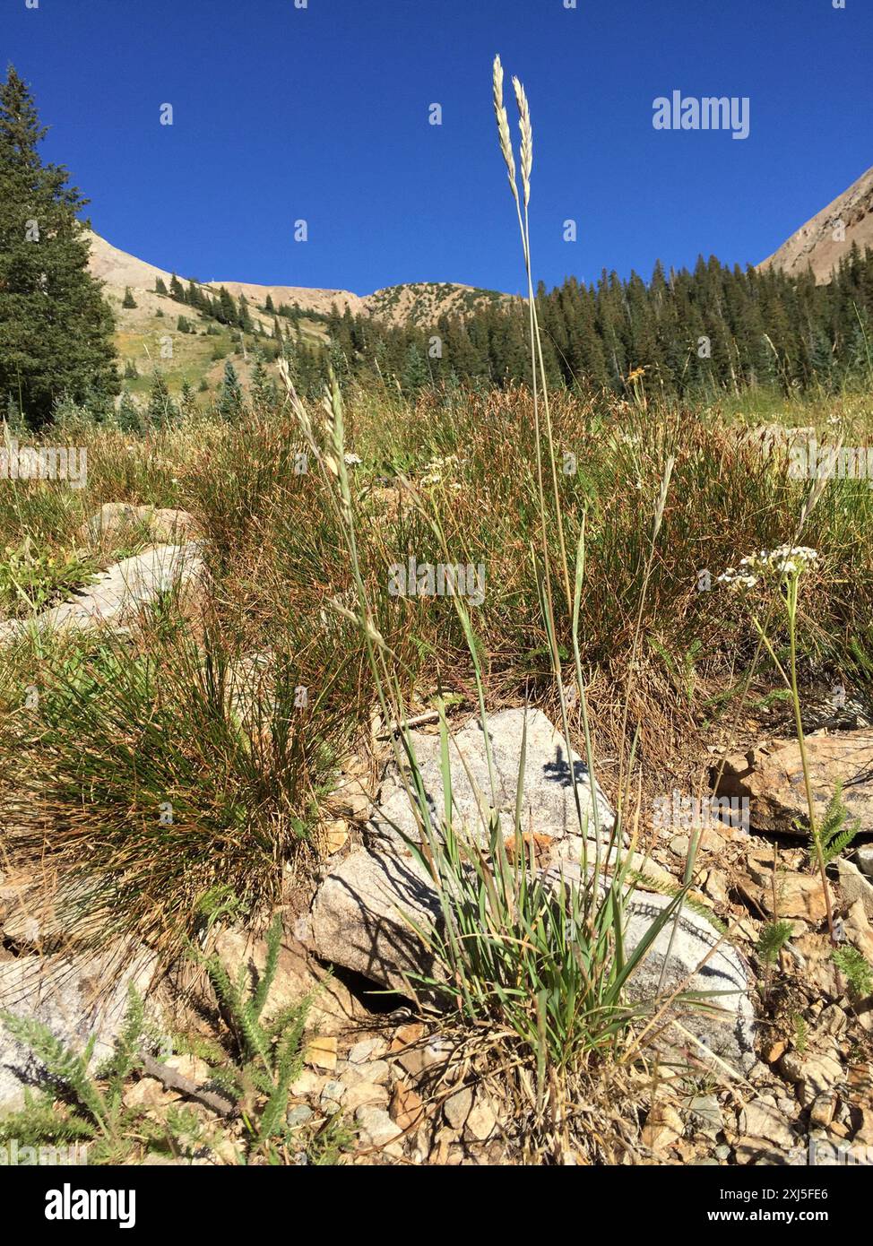 Wild Ryes and Wheatgrasses (Elymus) Plantae Stock Photo - Alamy