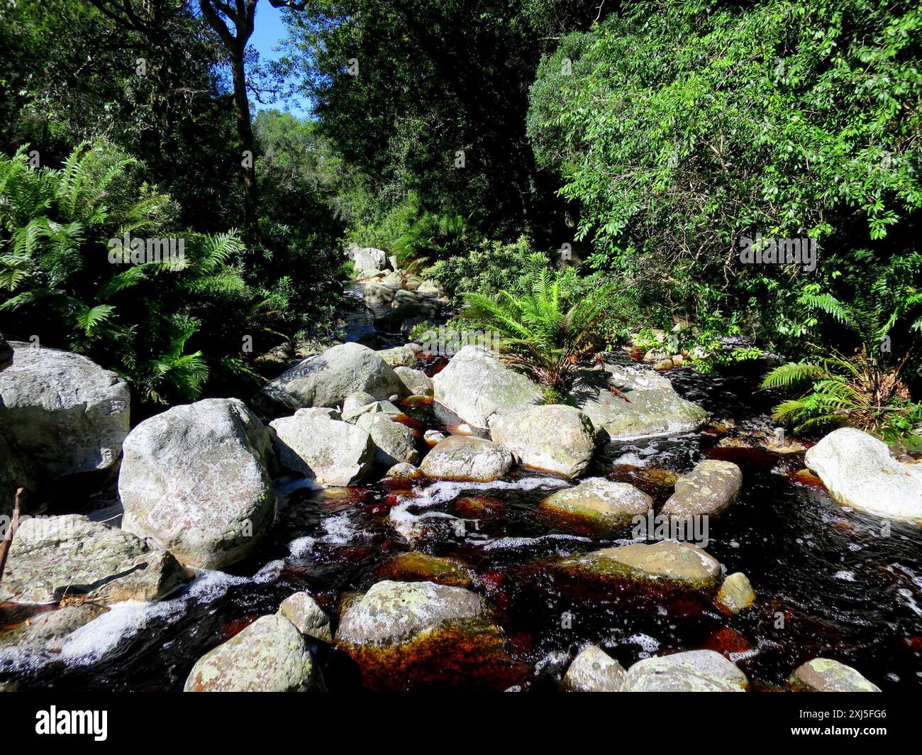 king fern (Todea barbara) Plantae Stock Photo - Alamy