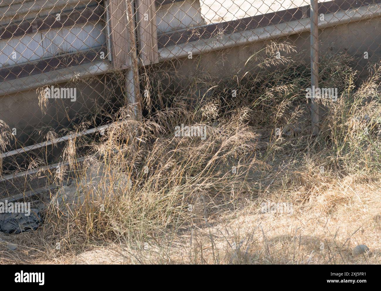 Smilo Grass (Oloptum miliaceum) Plantae Stock Photo - Alamy