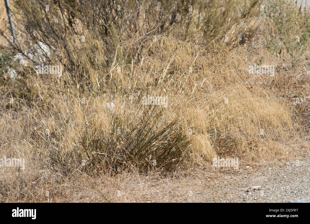 Smilo Grass (Oloptum miliaceum) Plantae Stock Photo - Alamy