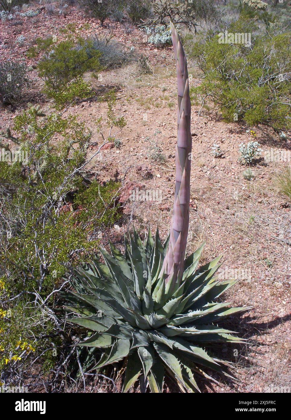simple desert agave (Agave simplex) Plantae Stock Photo - Alamy