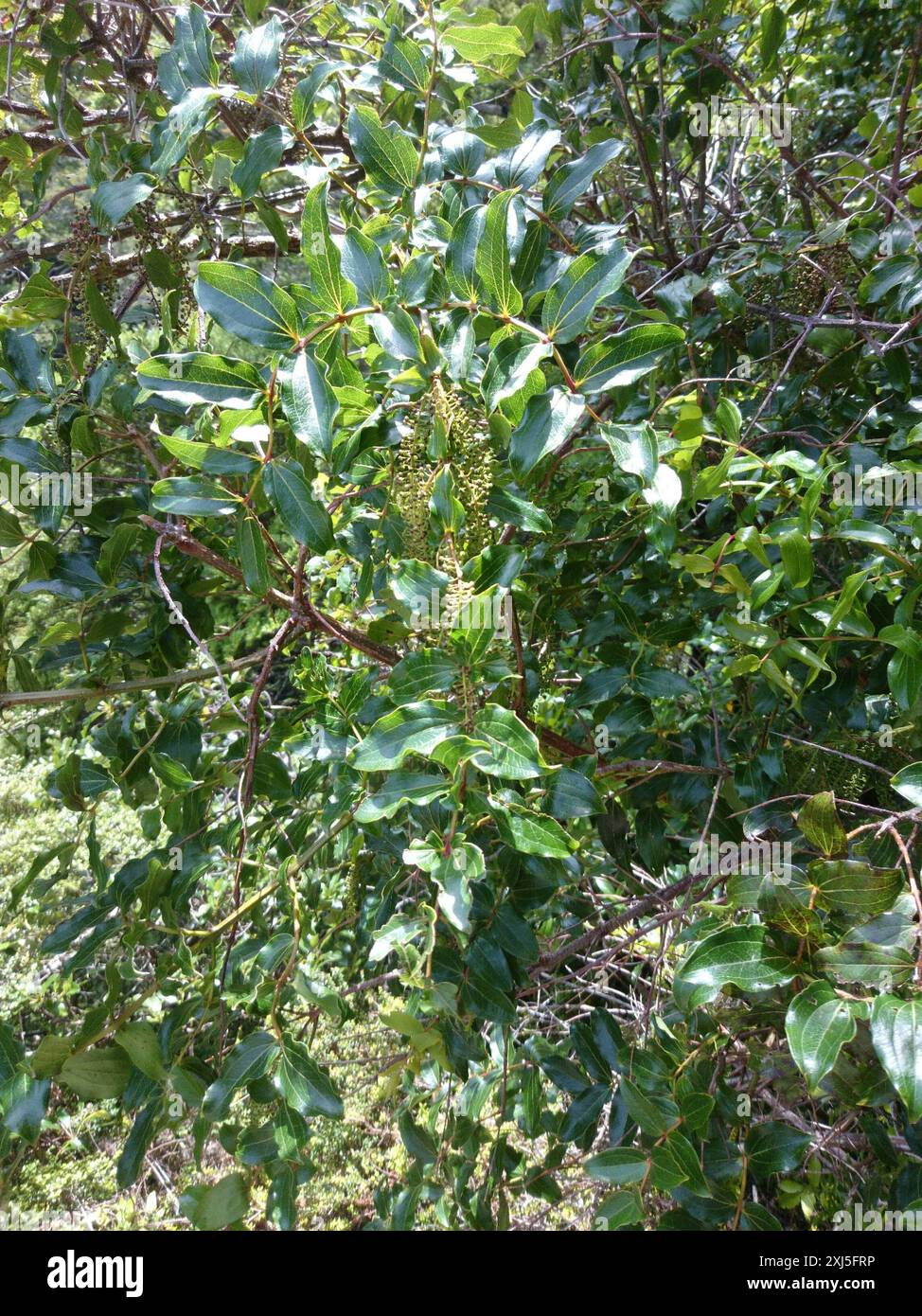 Tree Tutu (Coriaria arborea) Plantae Stock Photo - Alamy