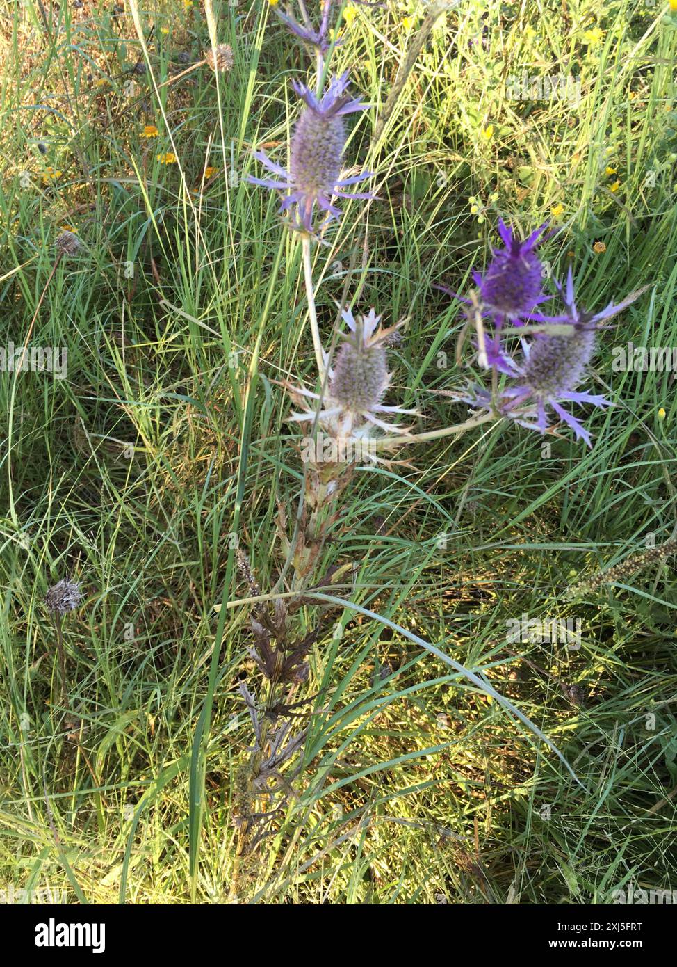 Leavenworth's eryngo (Eryngium leavenworthii) Plantae Stock Photo - Alamy