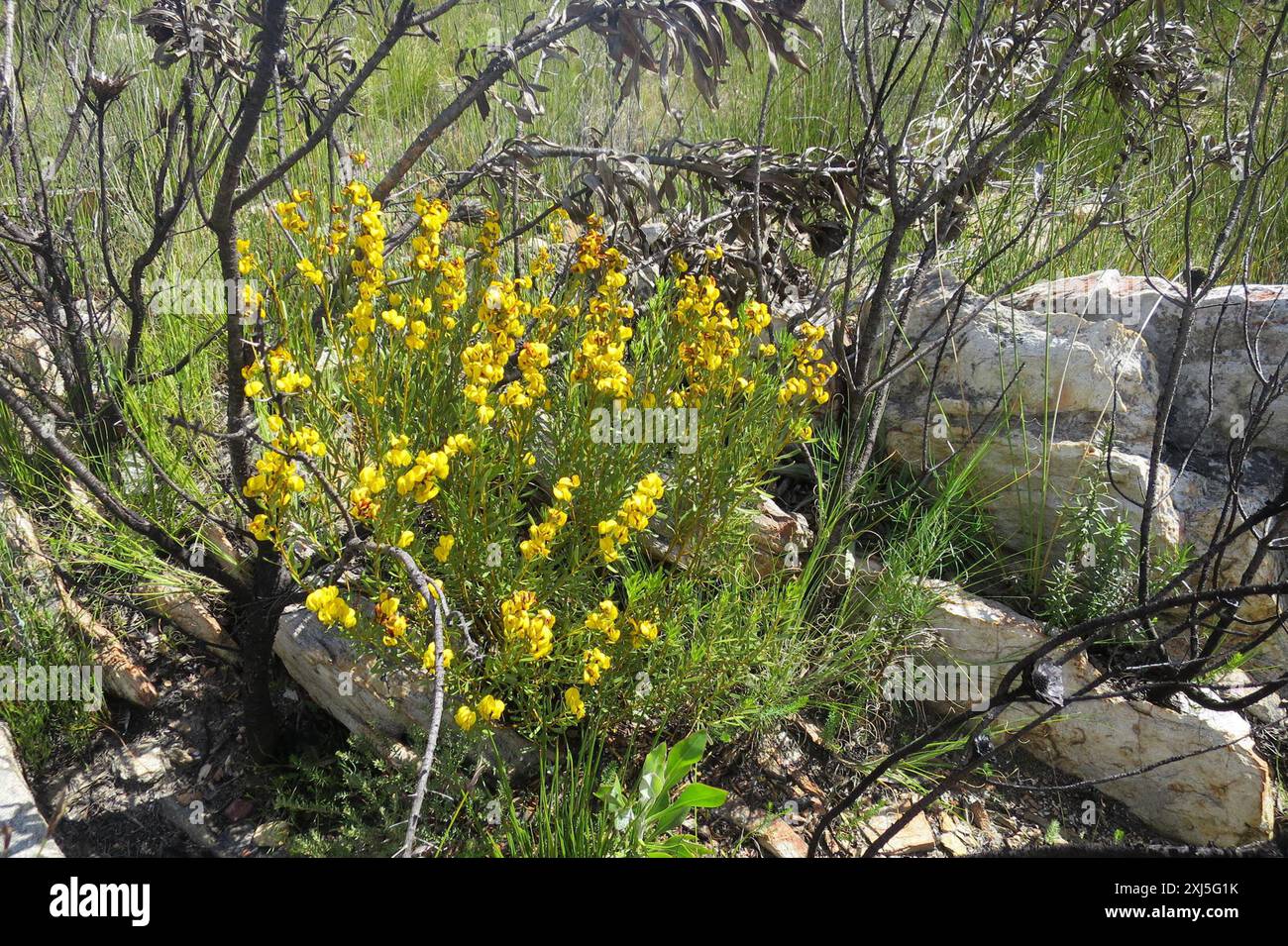 Mountain Honeybush (Cyclopia intermedia) Plantae Stock Photo - Alamy