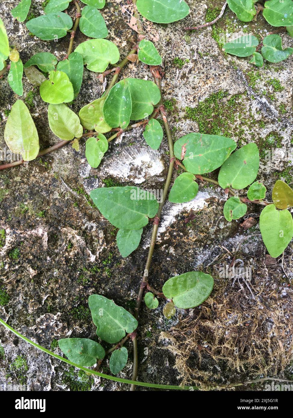 Climbing fig (Ficus pumila) Plantae Stock Photo - Alamy
