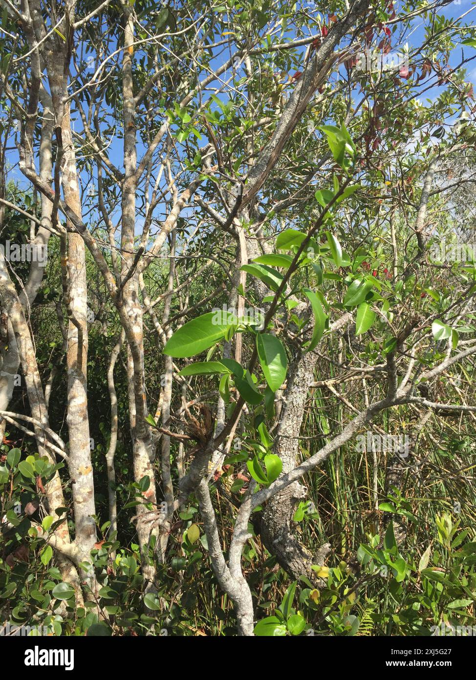 Pond Apple (Annona glabra) Plantae Stock Photo - Alamy