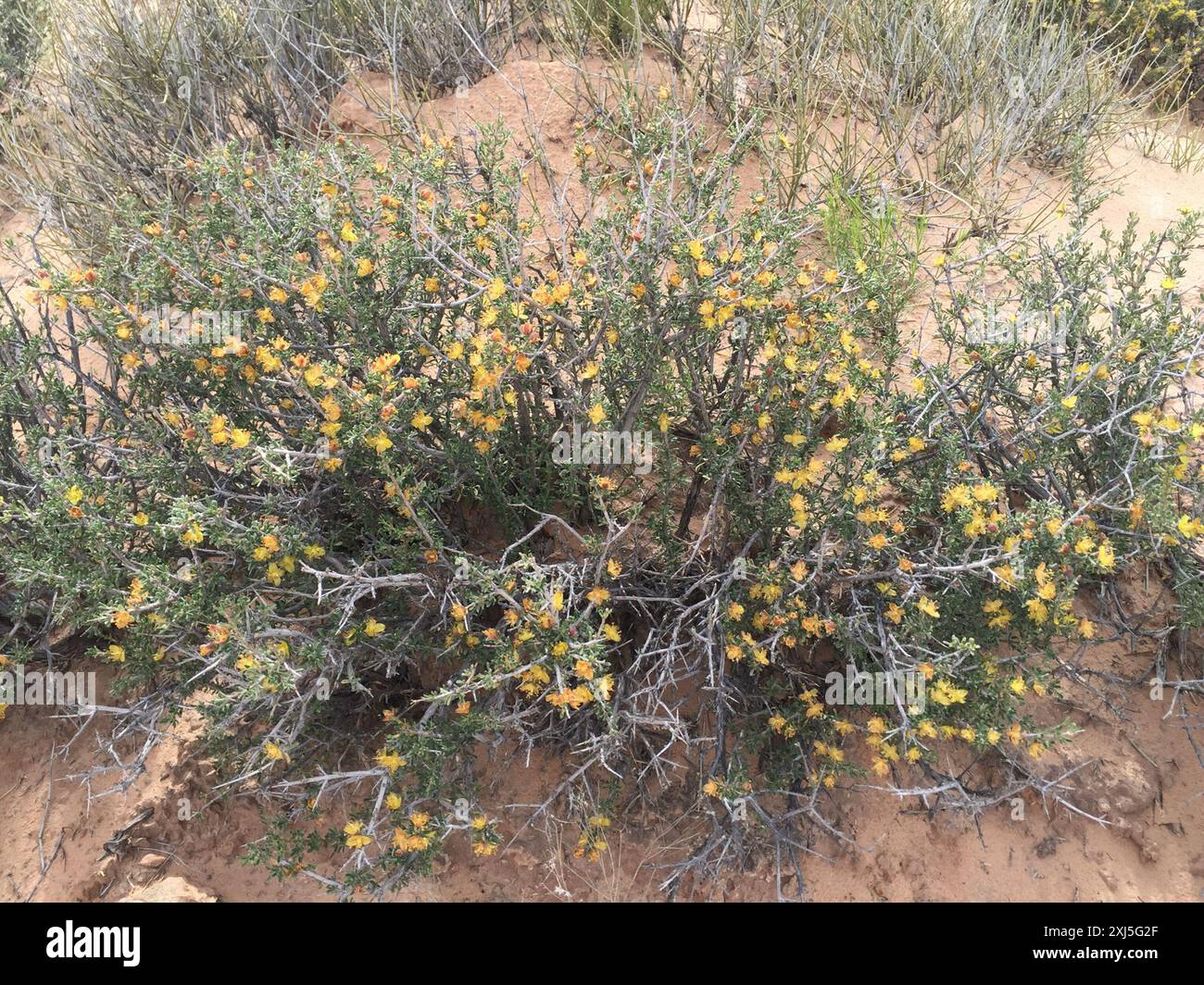 Blackbrush (Coleogyne ramosissima) Plantae Stock Photo - Alamy