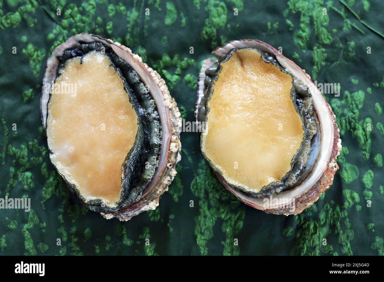 Abalones hi-res stock photography and images - Alamy