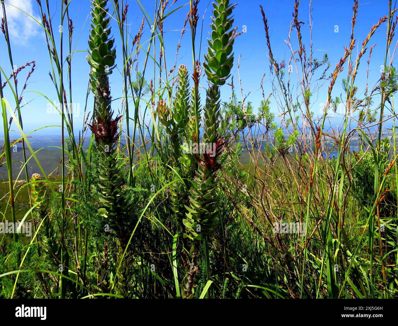 Threeflower Pagoda (Mimetes pauciflorus) Plantae Stock Photo - Alamy