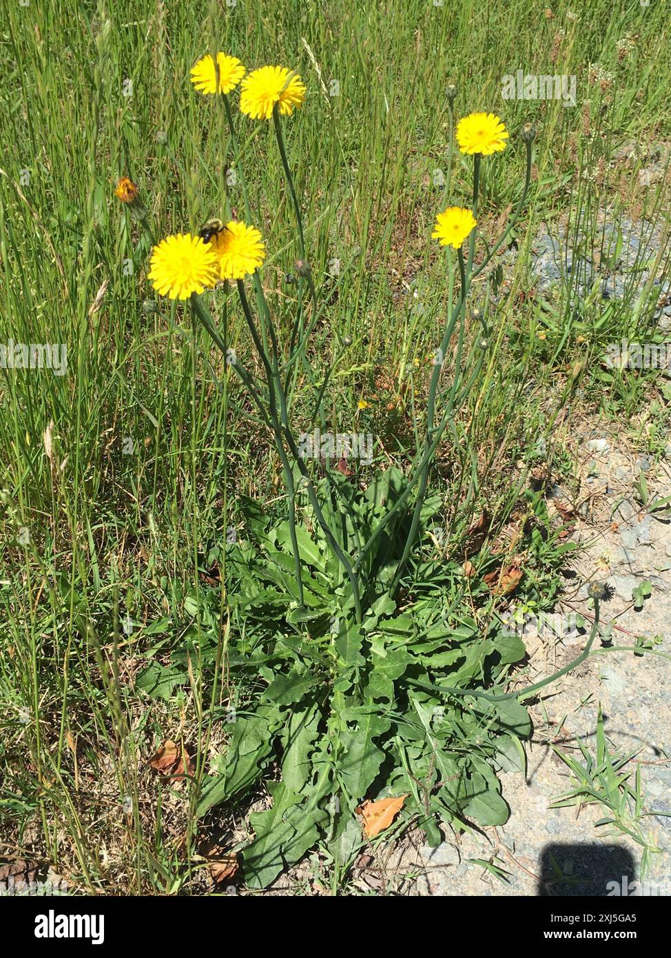 Common Cat's-ear (Hypochaeris radicata) Plantae Stock Photo - Alamy