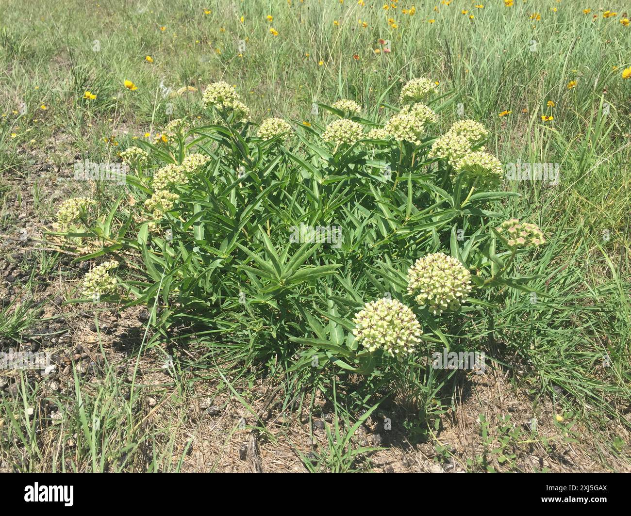 Antelopehorn Milkweed (Asclepias asperula) Plantae Stock Photo - Alamy