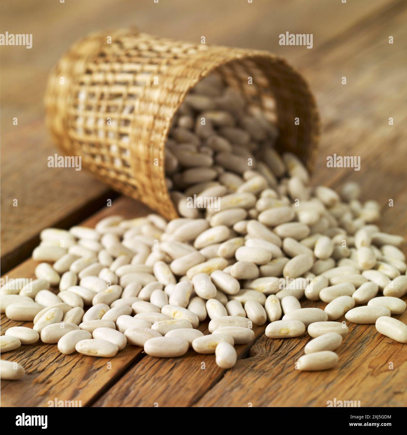 Dried white beans from Castelnaudary Stock Photo - Alamy