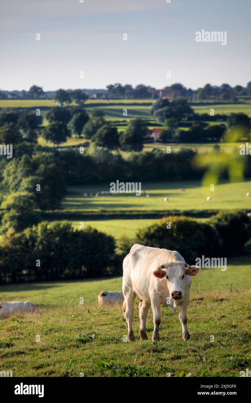 Four cows in a field hi-res stock photography and images - Alamy