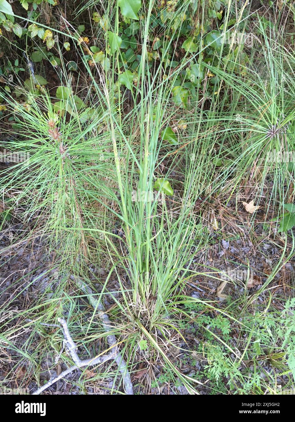 broomsedge bluestem (Andropogon virginicus) Plantae Stock Photo - Alamy