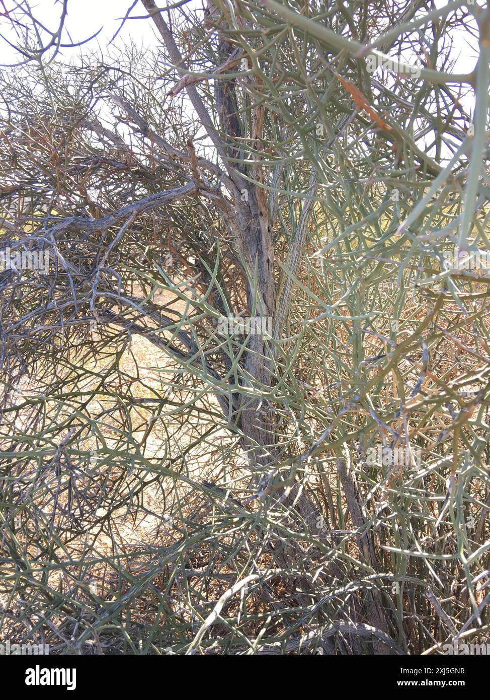Emory's crucifixion-thorn (Castela emoryi) Plantae Stock Photo - Alamy
