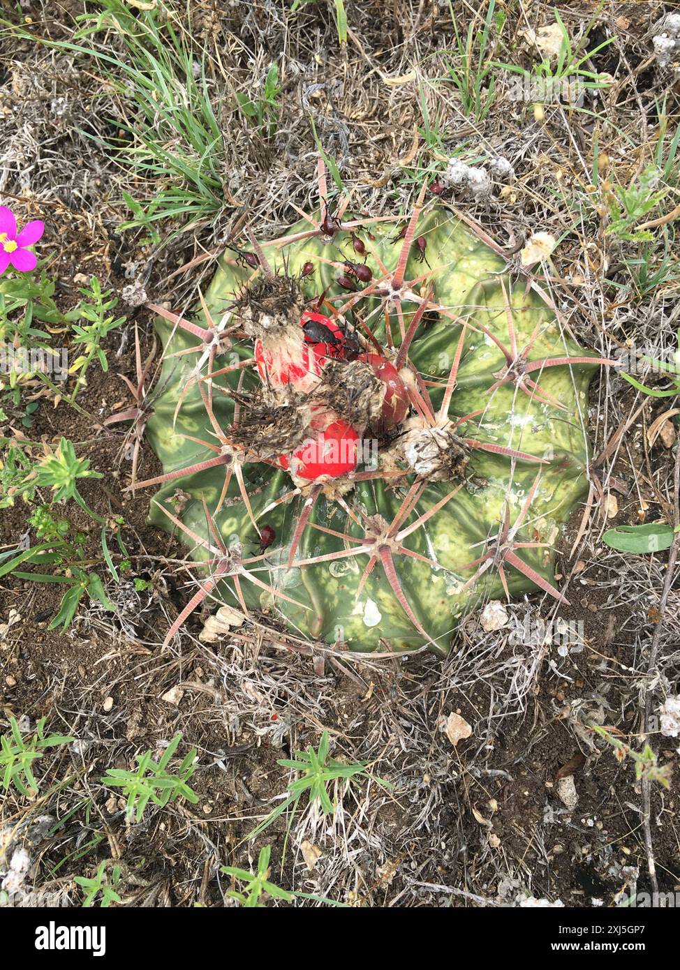 Horse Crippler Cactus (Homalocephala texensis) Plantae Stock Photo - Alamy