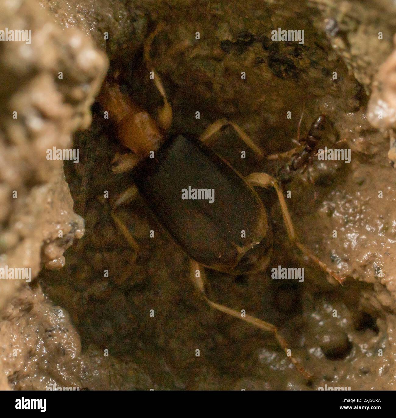 (Brachinus adustipennis) Insecta Stock Photo - Alamy