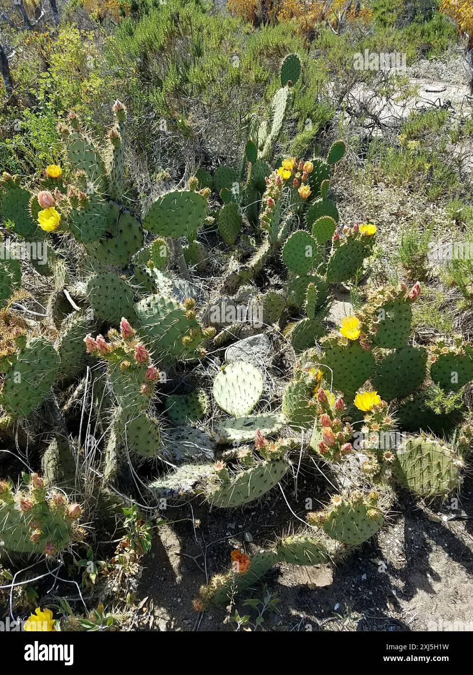Chaparral Pricklypear (Opuntia oricola) Plantae Stock Photo - Alamy