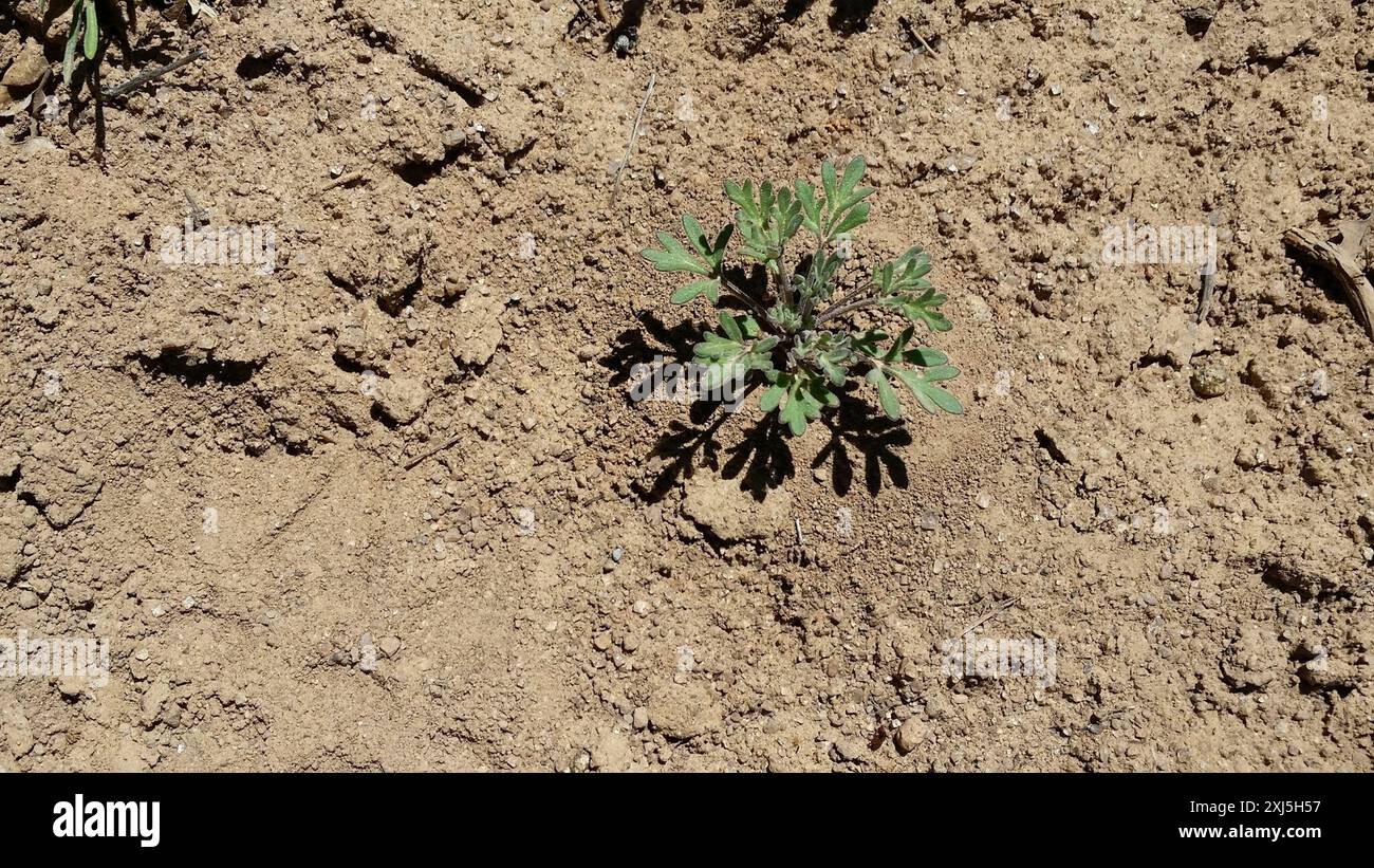 ragleaf bahia (Hymenothrix dissecta) Plantae Stock Photo - Alamy