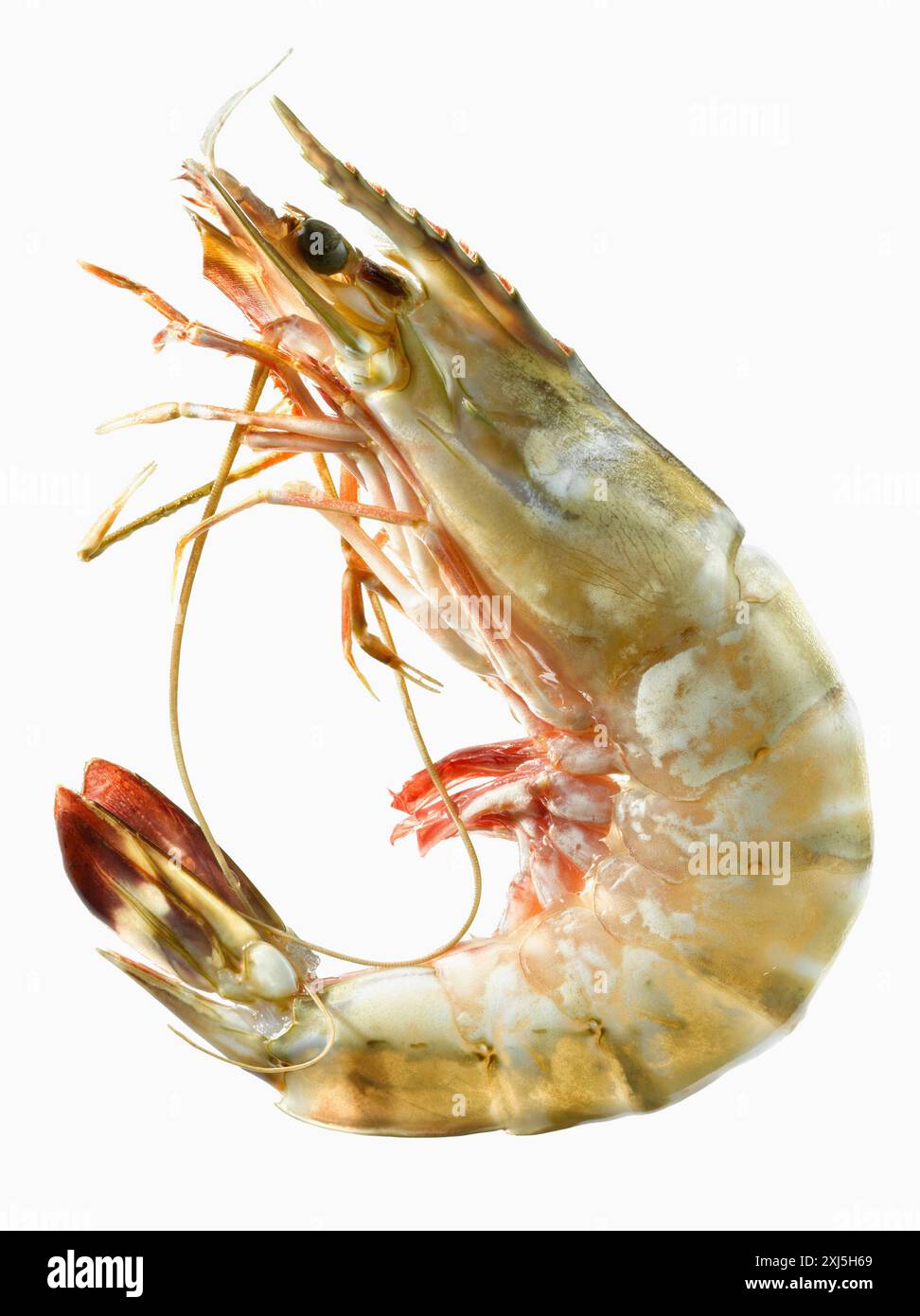 Gamba hi-res stock photography and images - Alamy