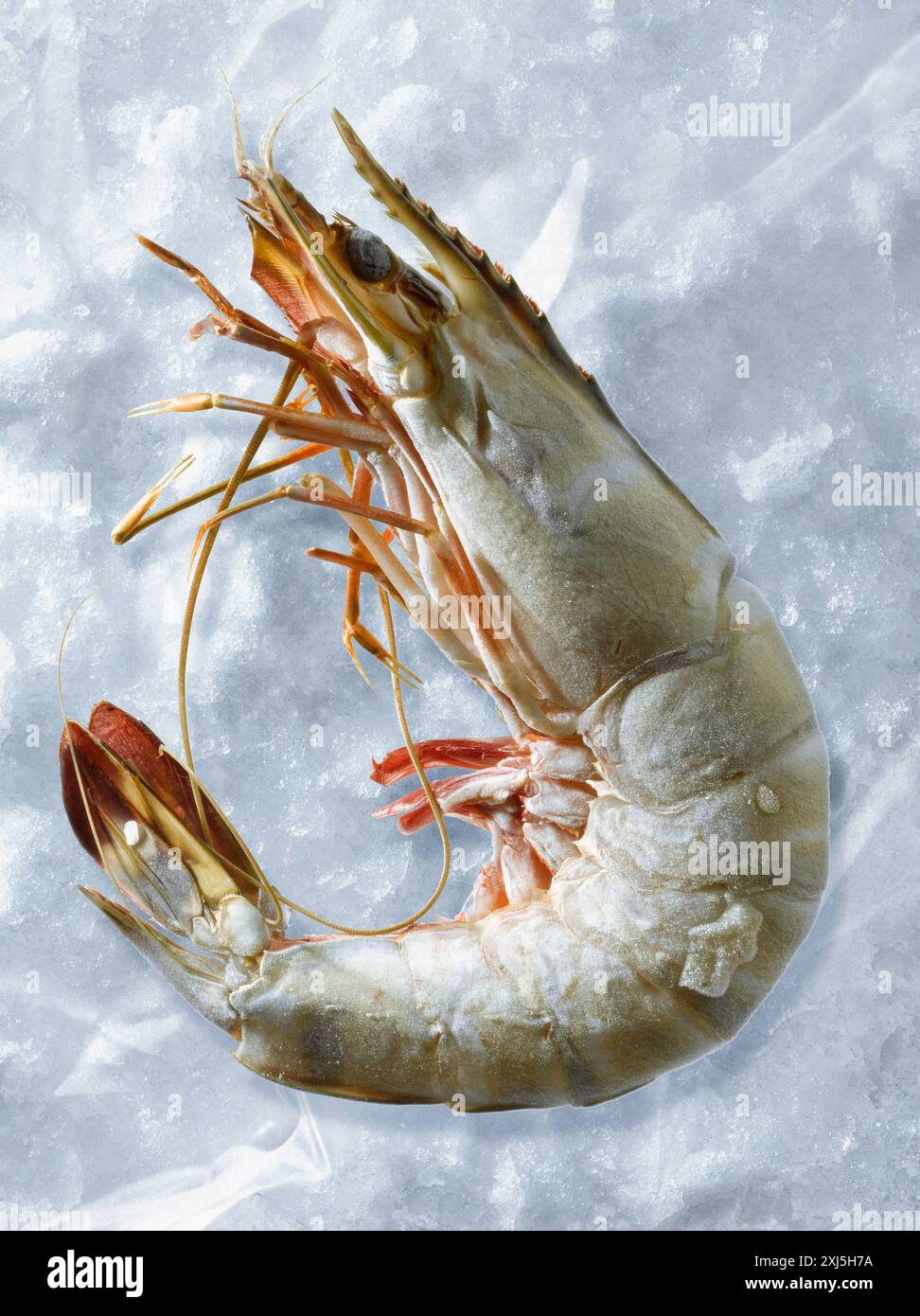 Gamba hi-res stock photography and images - Alamy