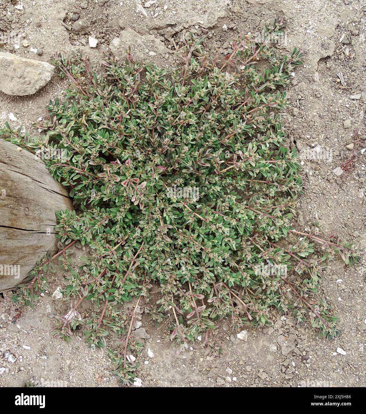 Spotted spurge (Euphorbia maculata) Plantae Stock Photo - Alamy