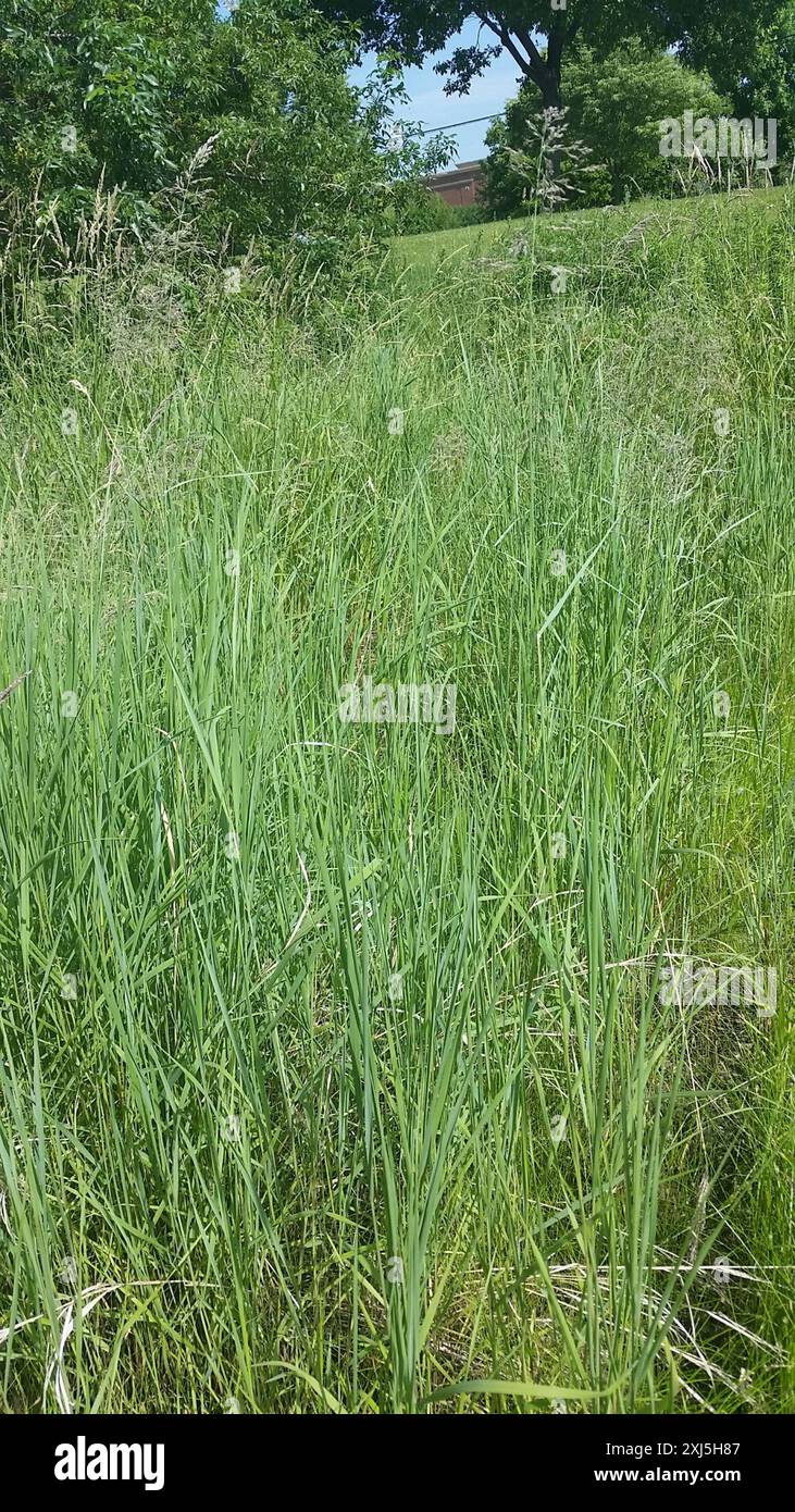 canadian bluejoint (Calamagrostis canadensis) Plantae Stock Photo - Alamy