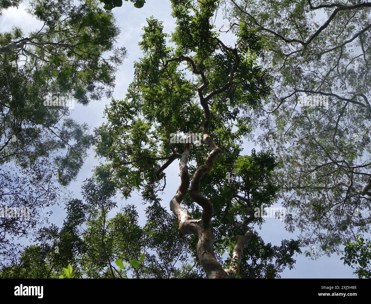 (Commiphora simplicifolia) Plantae Stock Photo - Alamy