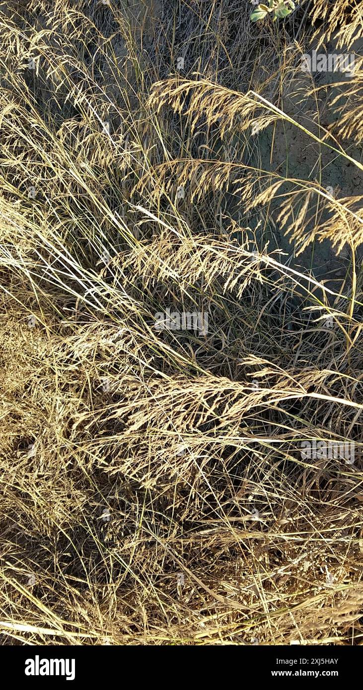 Smilo Grass (Oloptum miliaceum) Plantae Stock Photo - Alamy