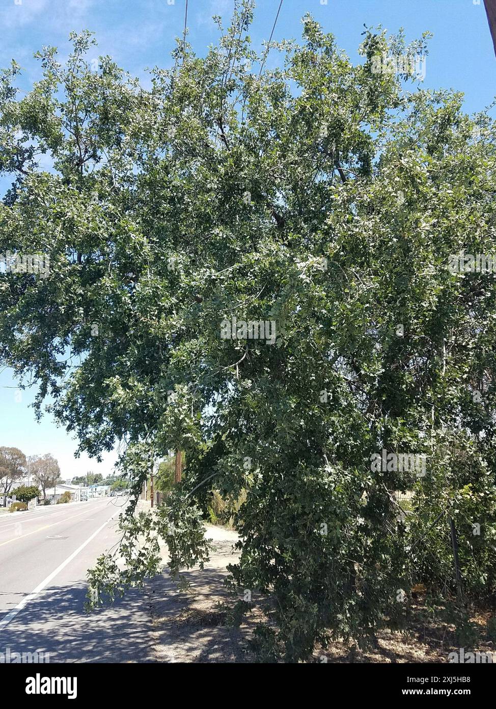 valley oak (Quercus lobata) Plantae Stock Photo - Alamy