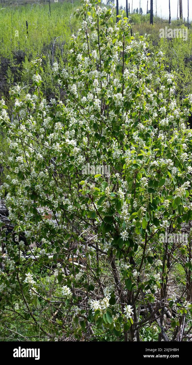 serviceberries (Amelanchier) Plantae Stock Photo - Alamy