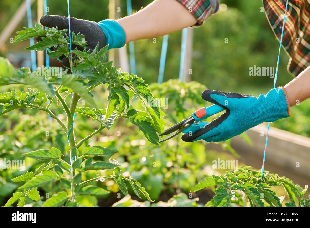 Close-up of tomato plant and hands with pruning shears shaping plant ...