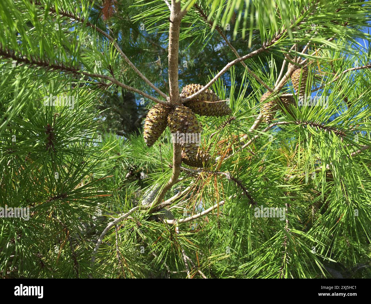 sand pine (Pinus clausa) Plantae Stock Photo - Alamy