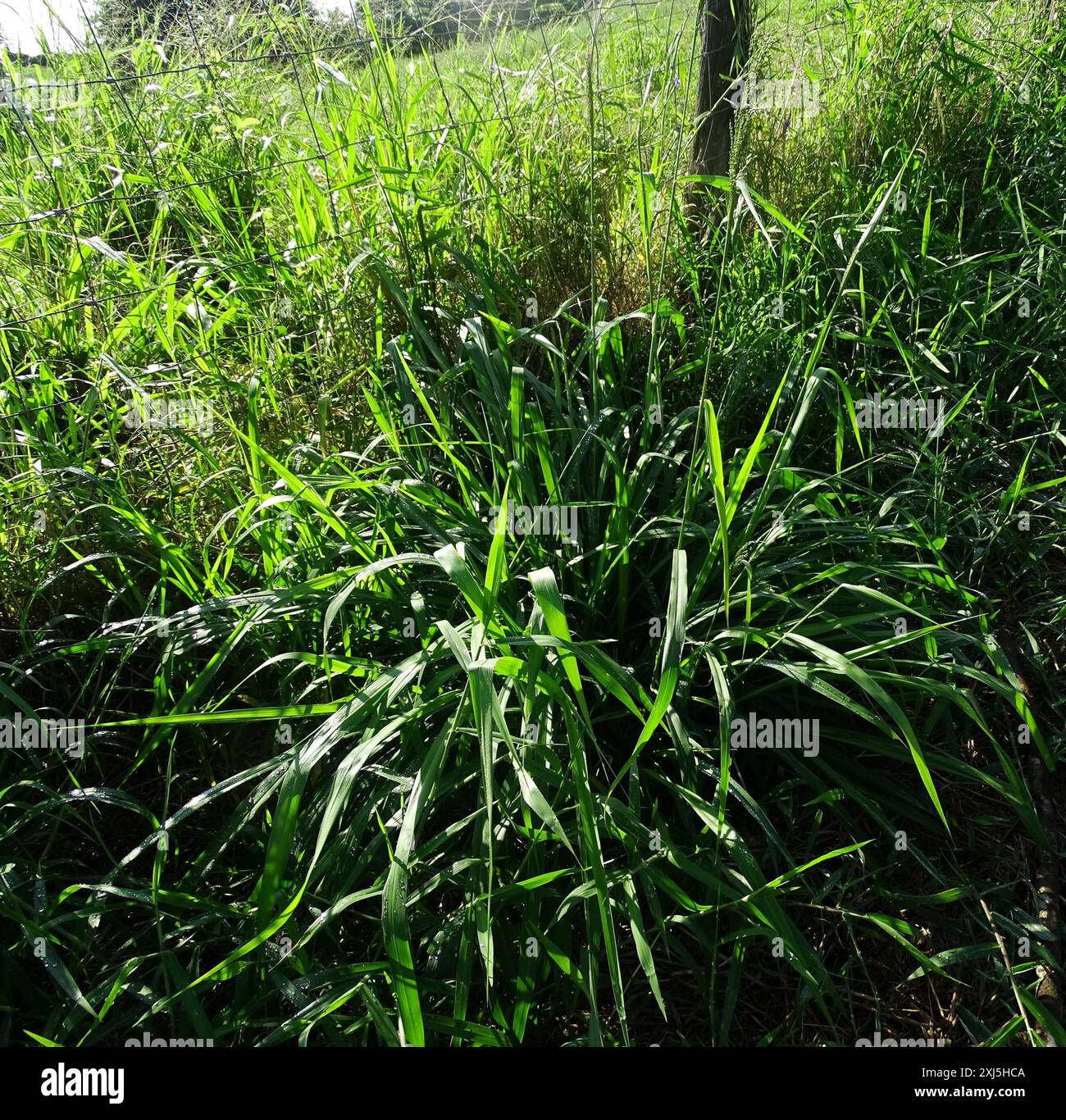 guinea grass (Megathyrsus maximus) Plantae Stock Photo - Alamy