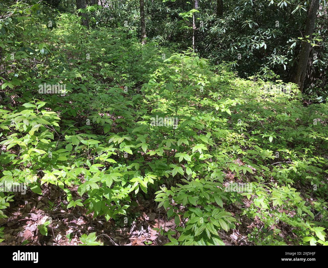 bear huckleberry (Gaylussacia ursina) Plantae Stock Photo - Alamy