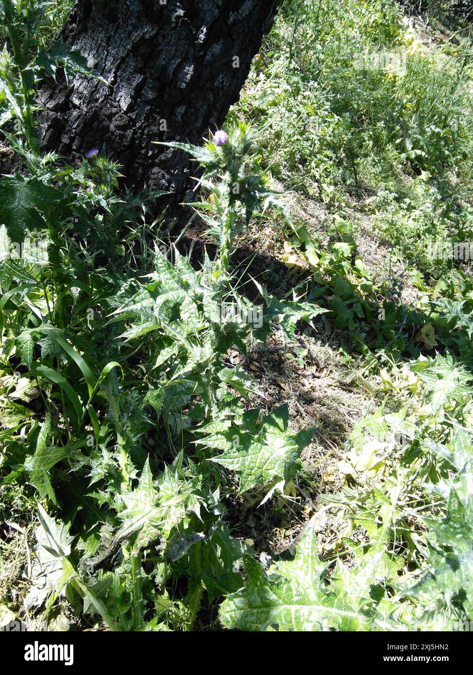 Italian thistle (Carduus pycnocephalus) Plantae Stock Photo - Alamy