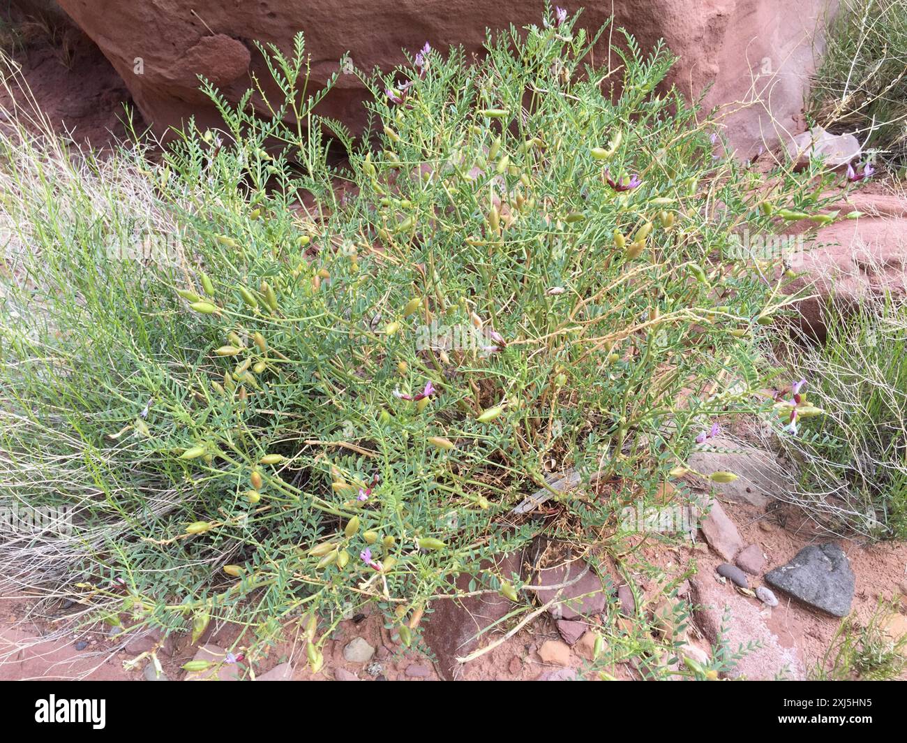 Preuss' Milkvetch (Astragalus preussii) Plantae Stock Photo - Alamy
