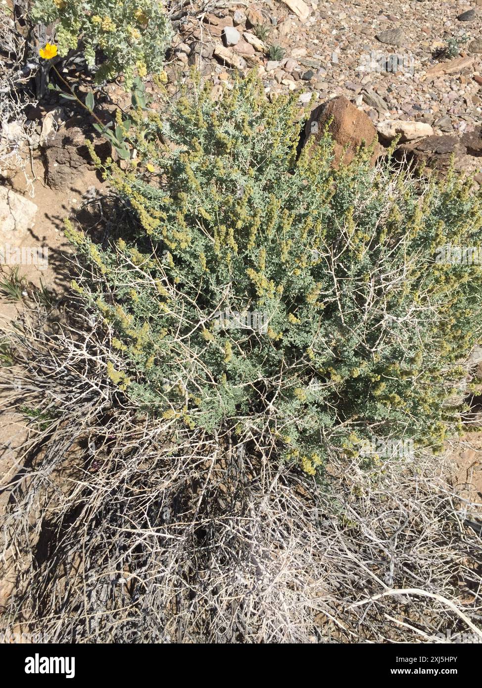Burrobush (Ambrosia dumosa) Plantae Stock Photo - Alamy