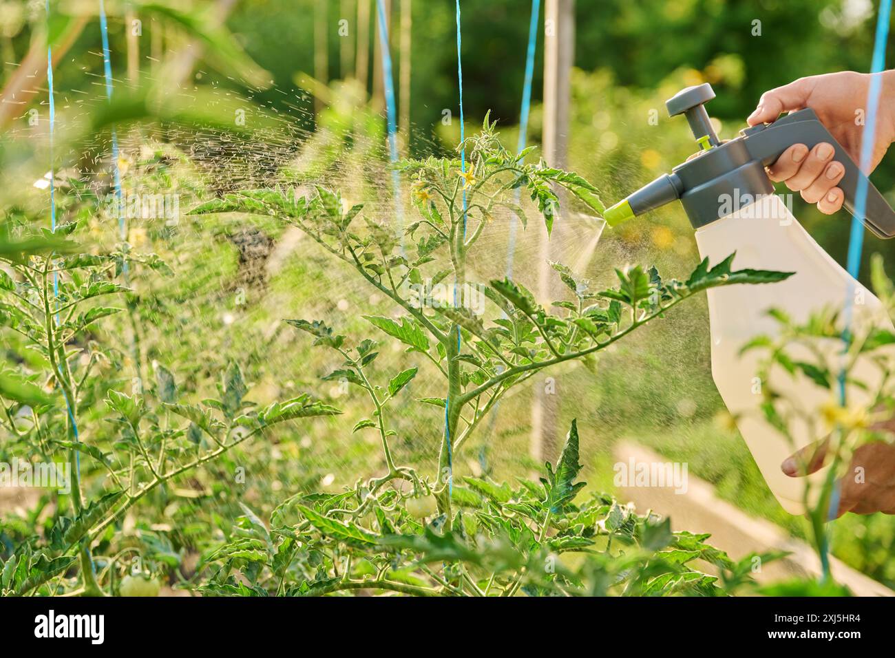 Close-up gardener hands with sprayer, spraying tomato plant bushes on ...