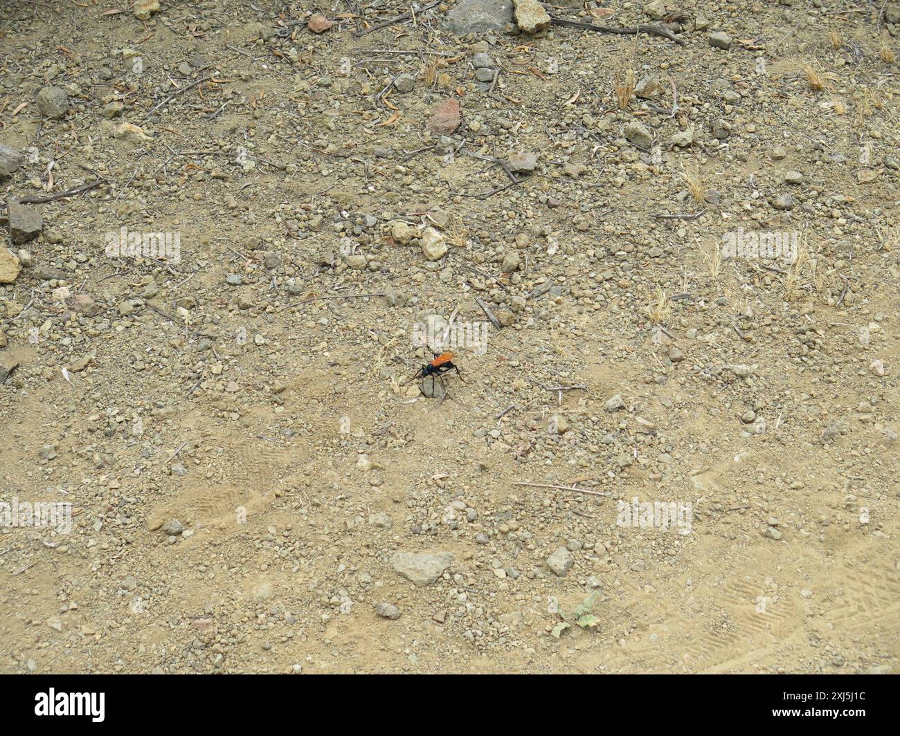 Spider Wasps (Pompilidae) Insecta Stock Photo - Alamy