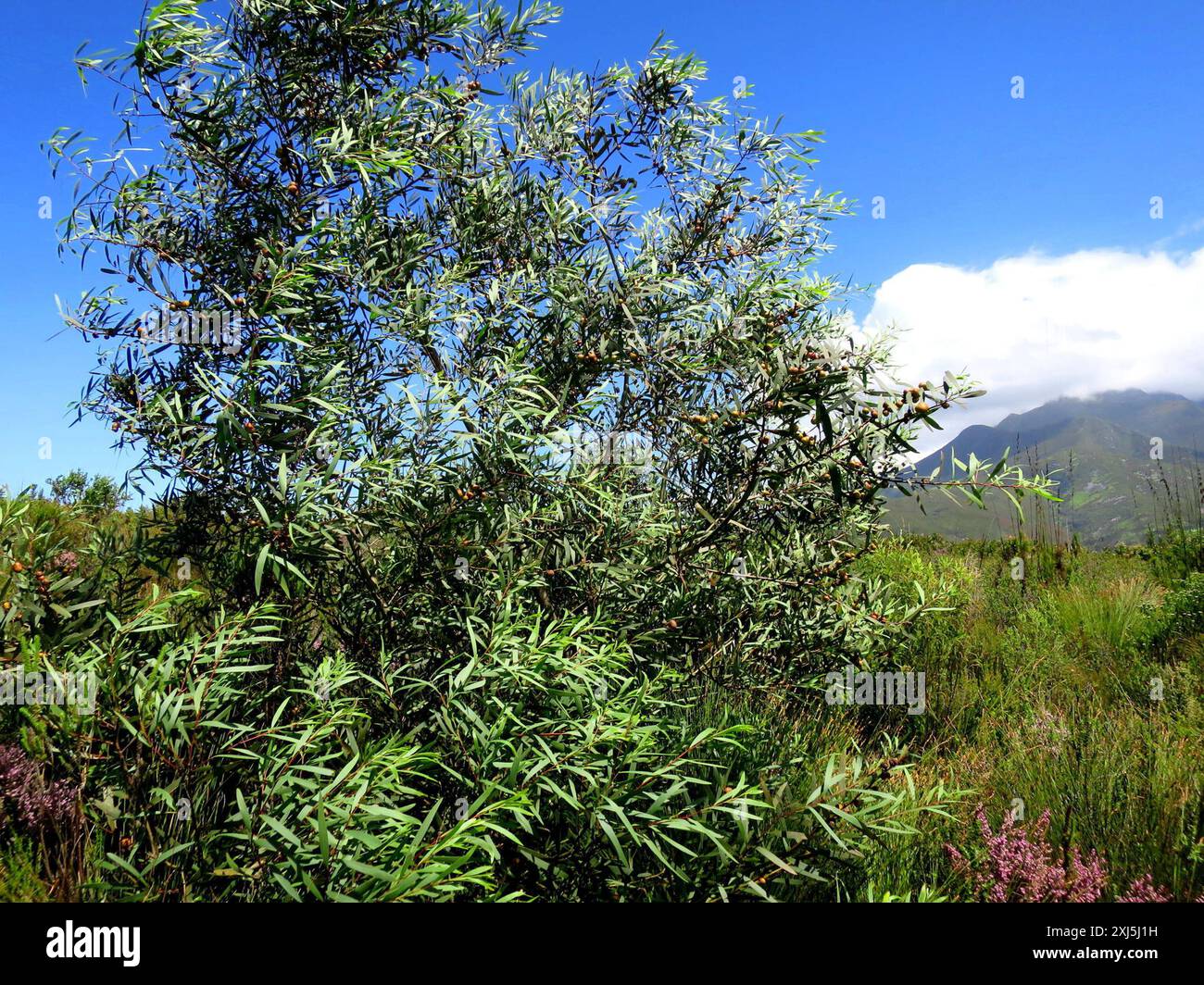 Trichilogaster acaciaelongifoliae hi-res stock photography and images ...