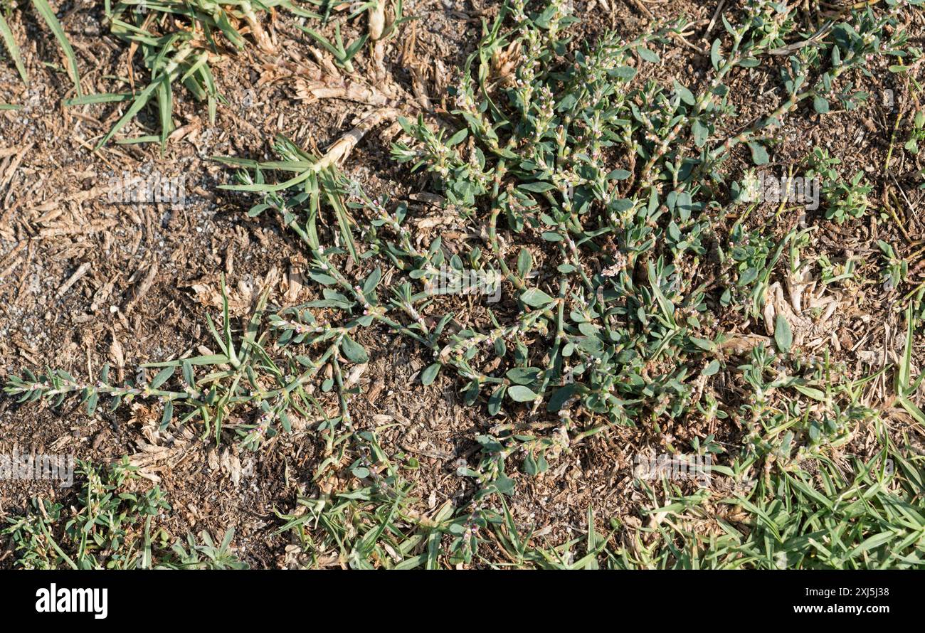 Prostrate Knotweed (Polygonum aviculare) Plantae Stock Photo - Alamy
