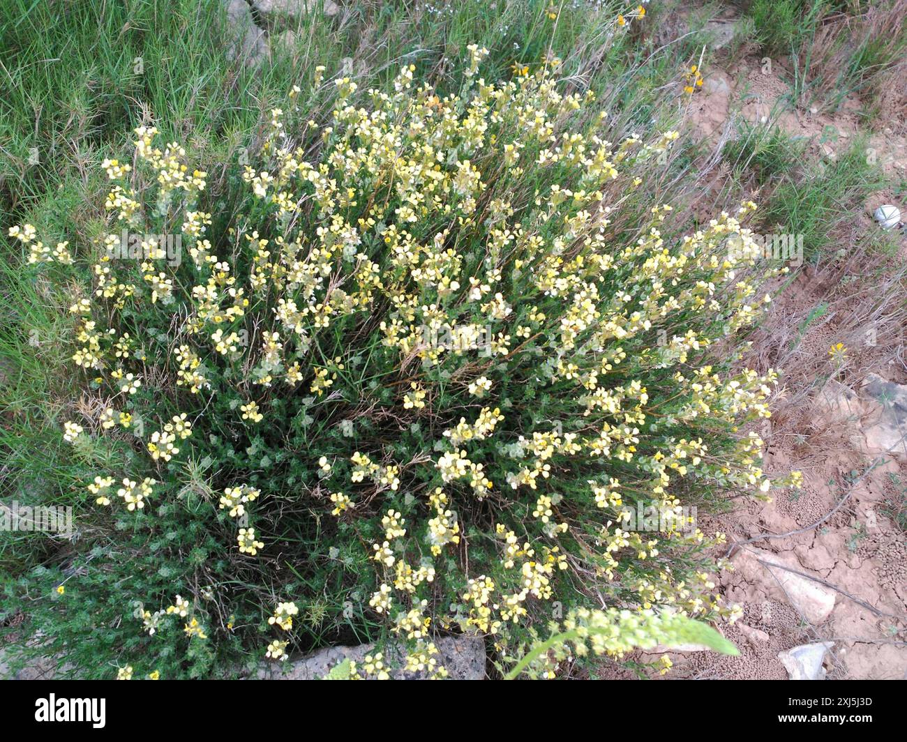 (Vella aspera) Plantae Stock Photo - Alamy
