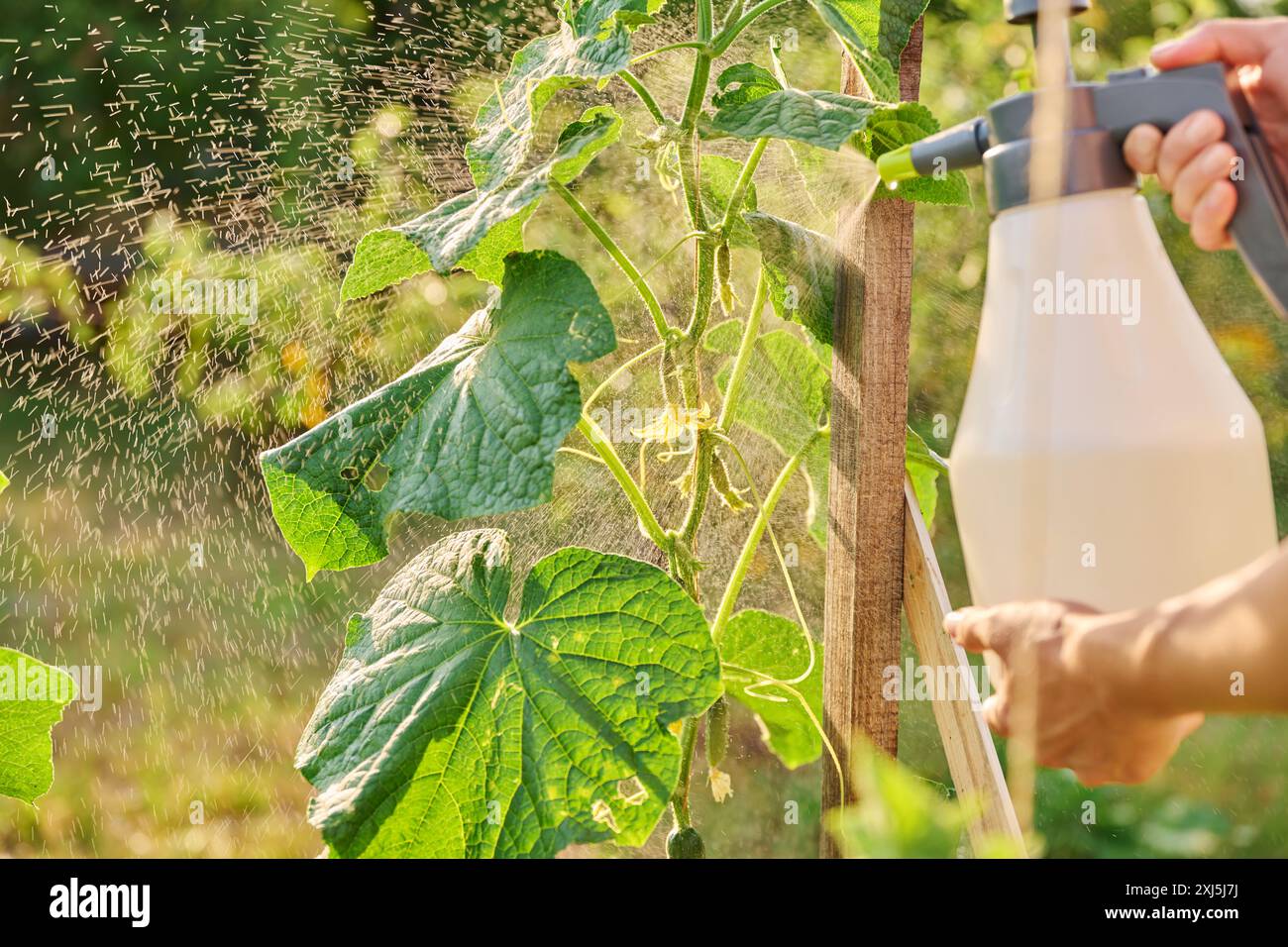 Close up gardener with sprayer spraying cucumber plants, protection ...