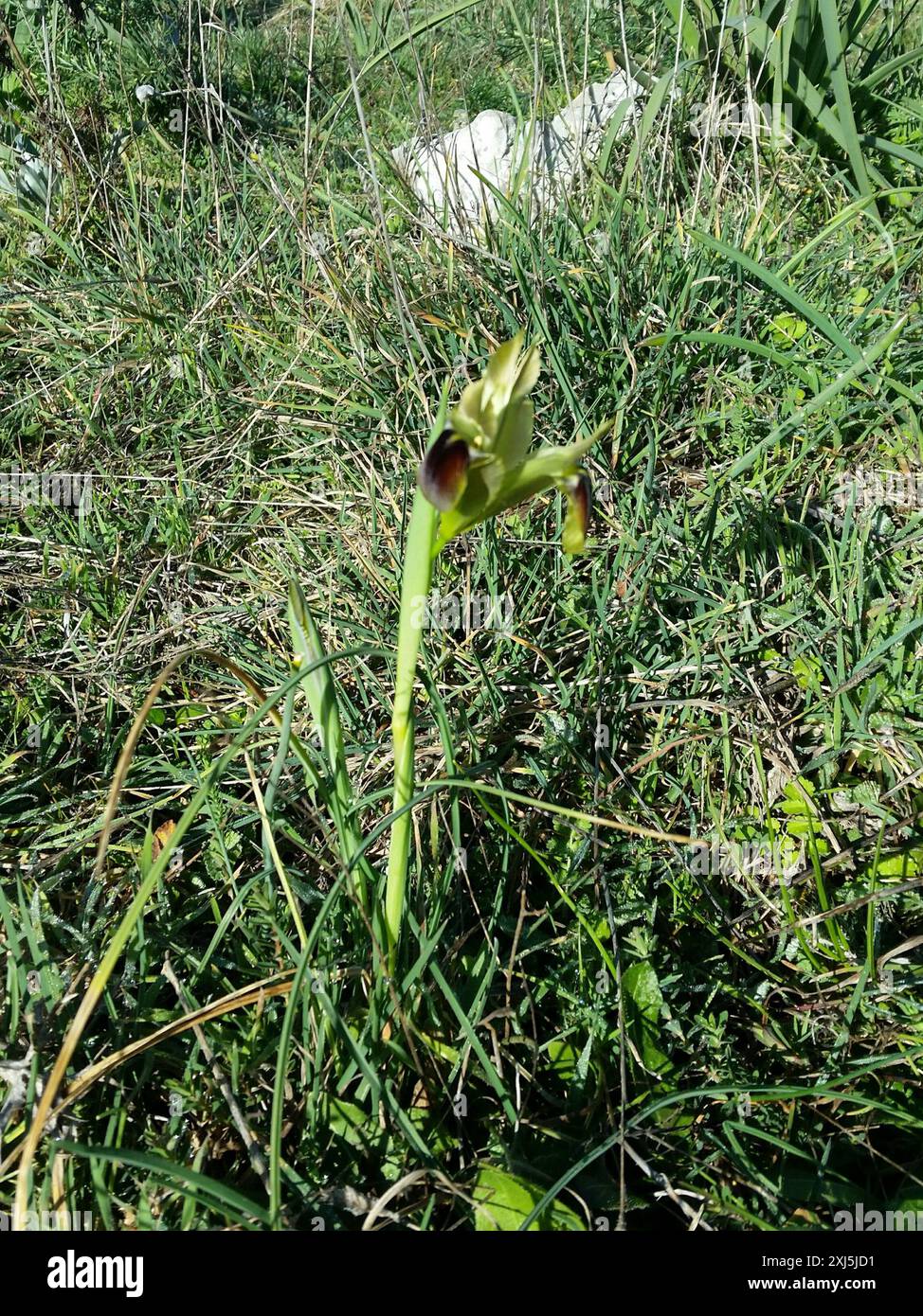 Snake's-head Iris (Iris tuberosa) Plantae Stock Photo - Alamy