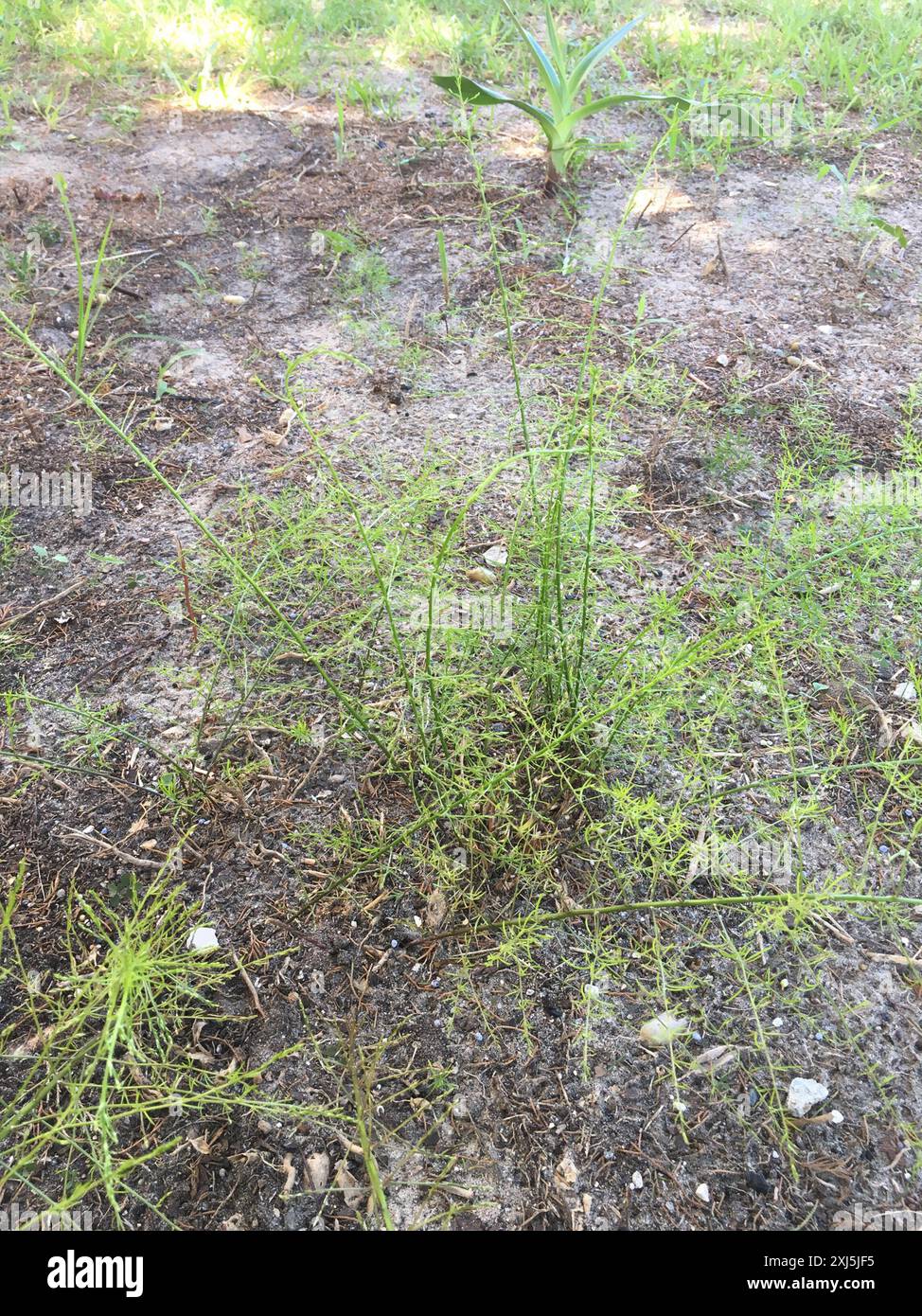 African Asparagus (Asparagus aethiopicus) Plantae Stock Photo - Alamy