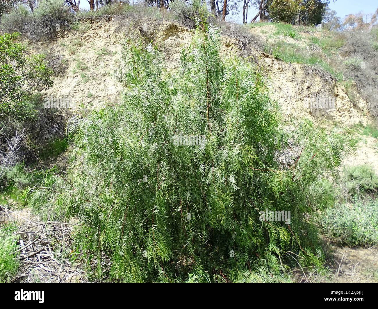 Peruvian Pepper Tree (Schinus molle) Plantae Stock Photo - Alamy