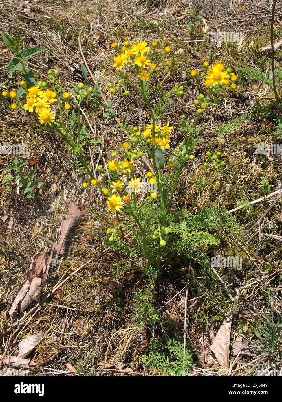yarrowleaf ragwort (Packera millefolium) Plantae Stock Photo - Alamy