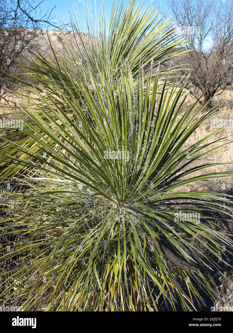 soaptree yucca (Yucca elata) Plantae Stock Photo - Alamy